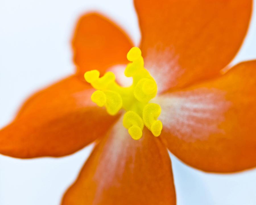 Dragon Wing Begonia Flower