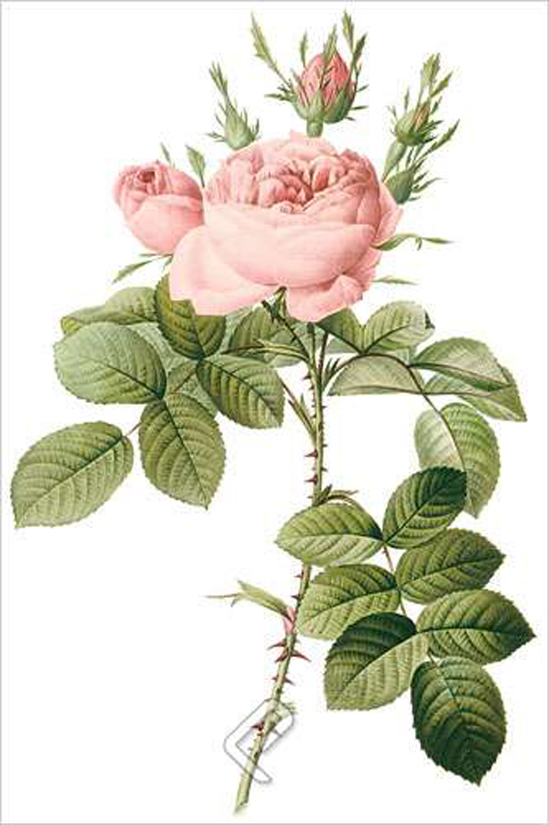 Perfumer's Rose (bot. Rosa bifera officinalis), Giclee Print on Photo ...