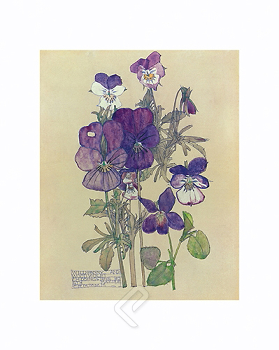 Wild Pansy, 1910 at Eurographics