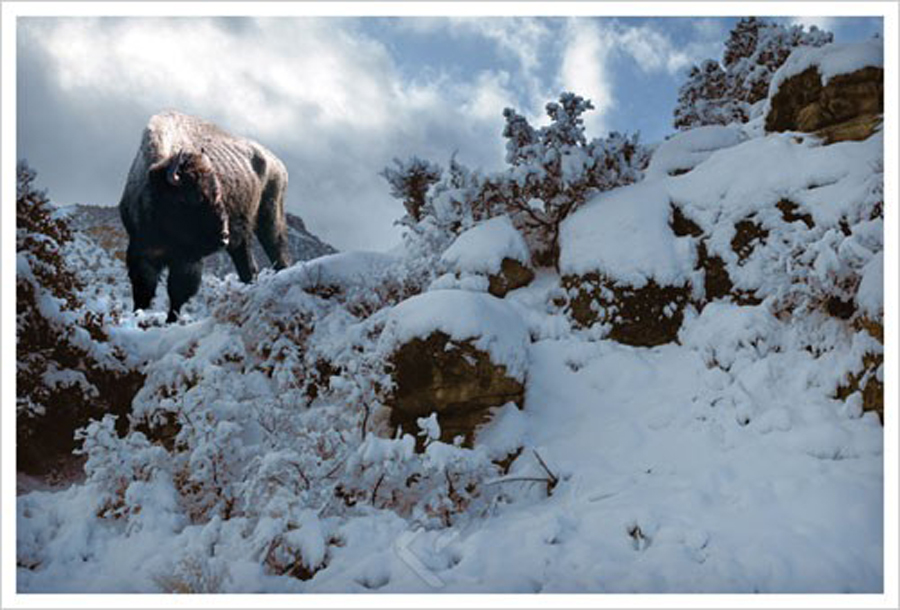 Snowy Buffalo, Canvas by Steve Hunziker at Eurographics