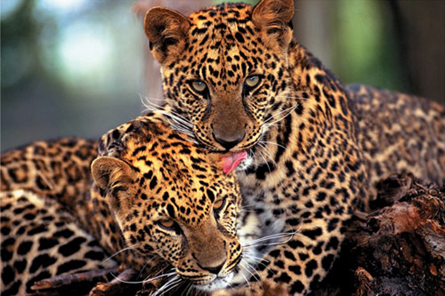 Young Leopards, Canvas at Eurographics