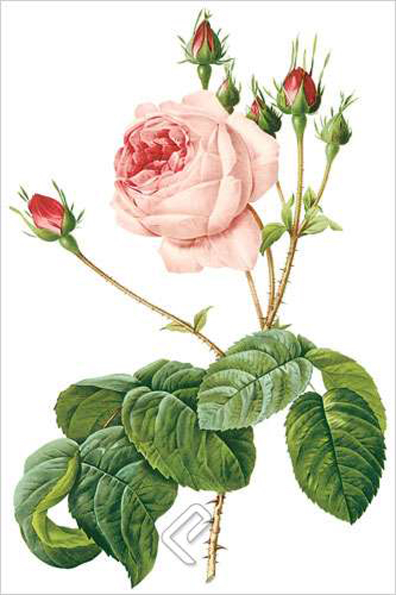 Great Cabbage-Leaved Rose (bot. Rosa centifolia bullata), Giclee Print ...