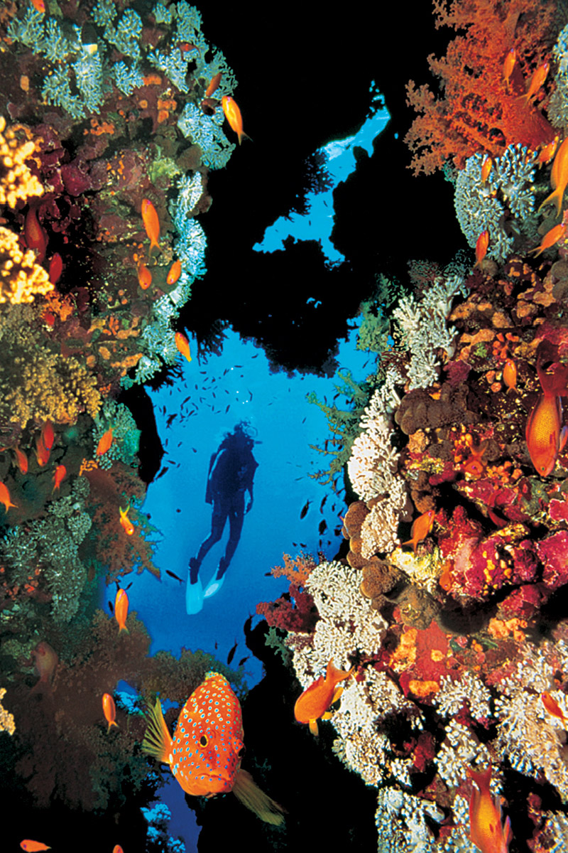 Coral Reef at Eurographics