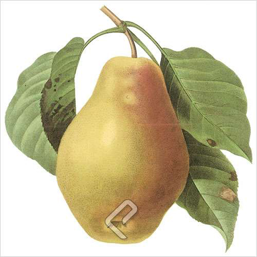 Pear (bot. Pyrus sp.), Giclee Print on Artist Matte Paper by Pierre ...