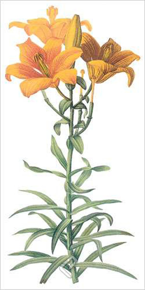 Orange Lily (bot. Lilium Bulbiferum), Giclee Print on Photo Satin Paper ...
