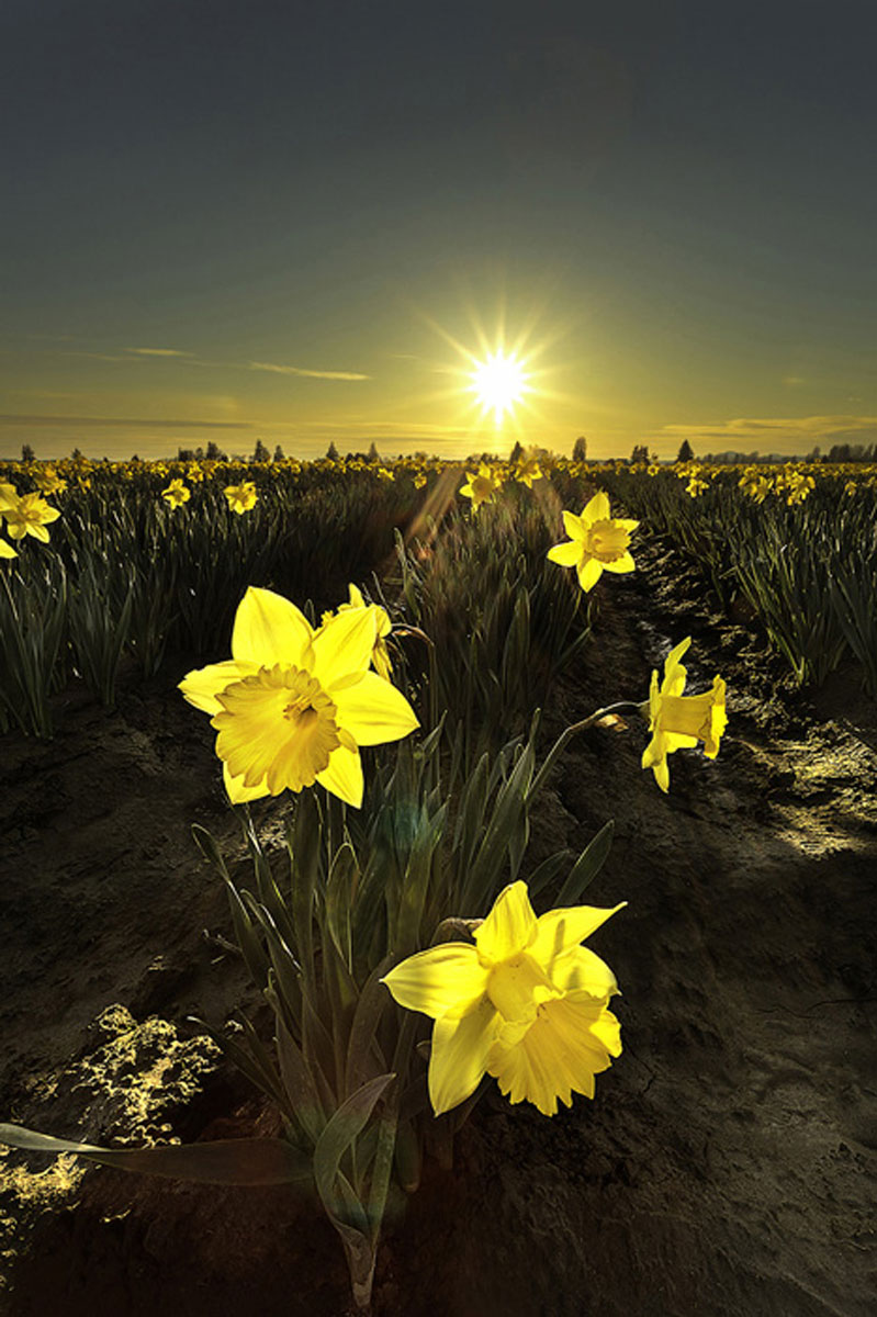 Almost,flowers,floral,botanical,landscape,photographerlandscapes ...