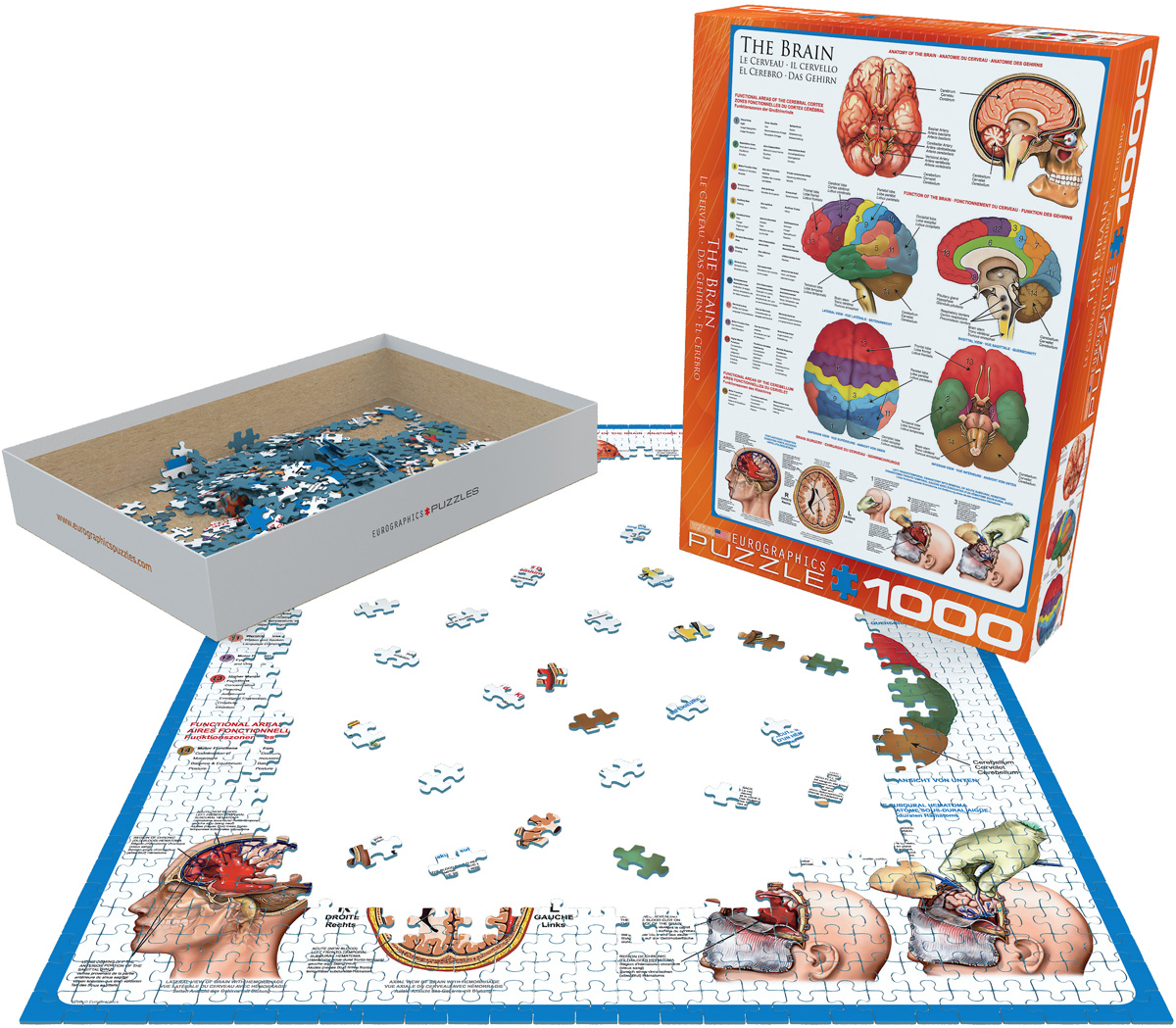 The Brain Jigsaw Puzzles at Eurographics