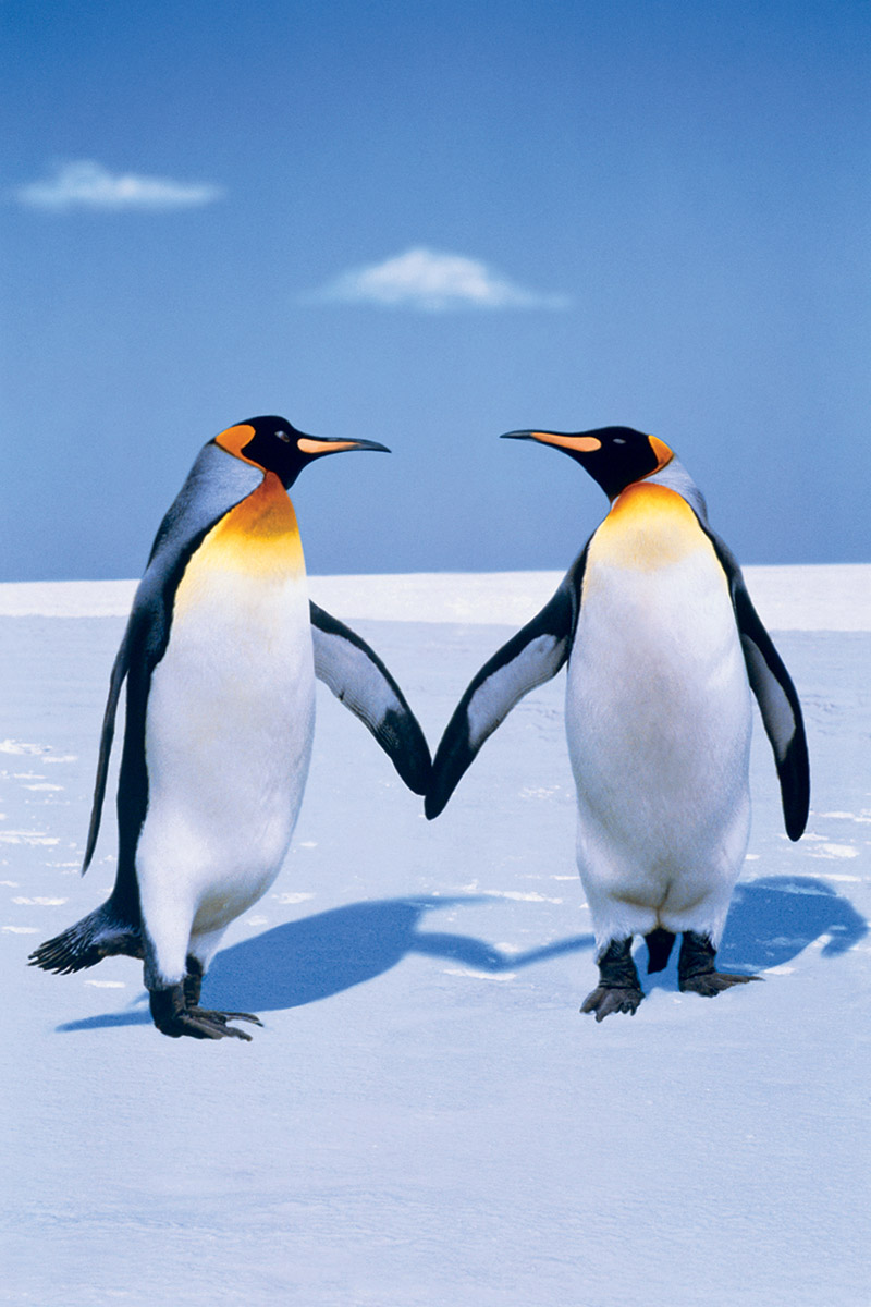 Penguin Love at Eurographics