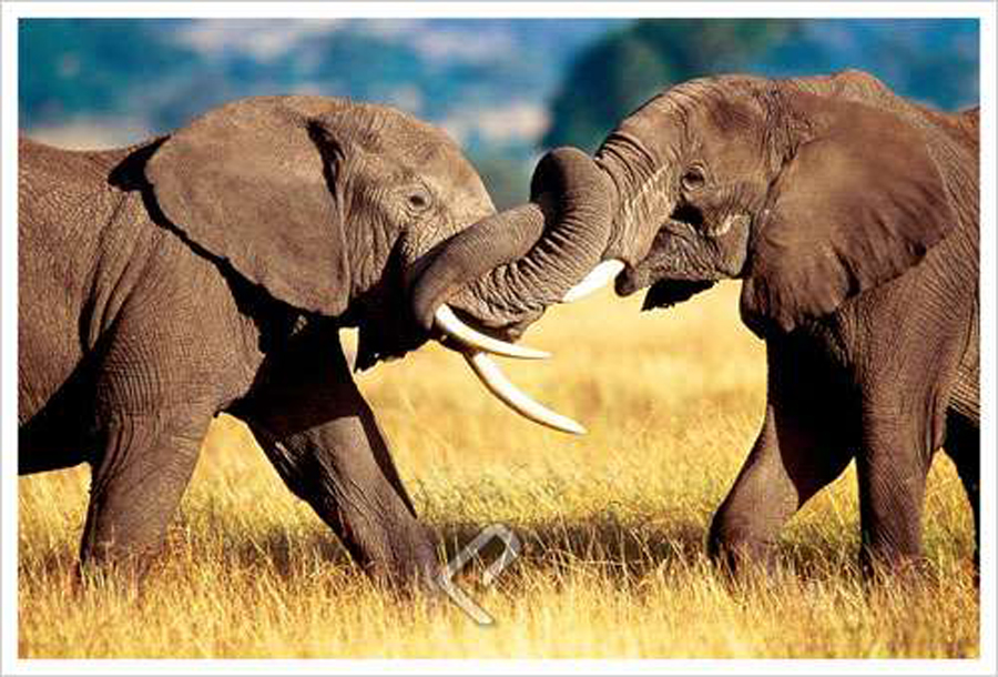 African Elephants Sparring, Fine Art Giclee Print at Eurographics