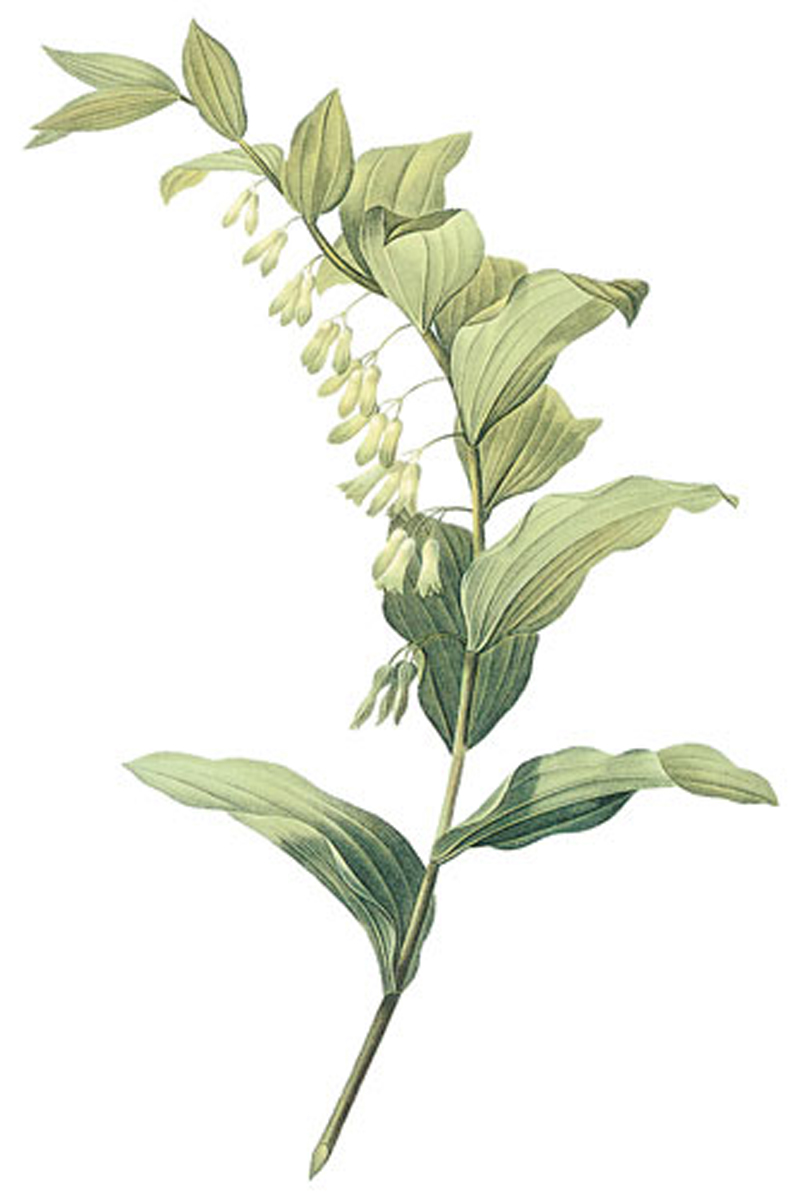 Solomon's Seal (bot. Polygonatum multiflorum), Giclee Print on Canvas ...