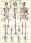 Skeletal System Jigsaw Puzzles at Eurographics