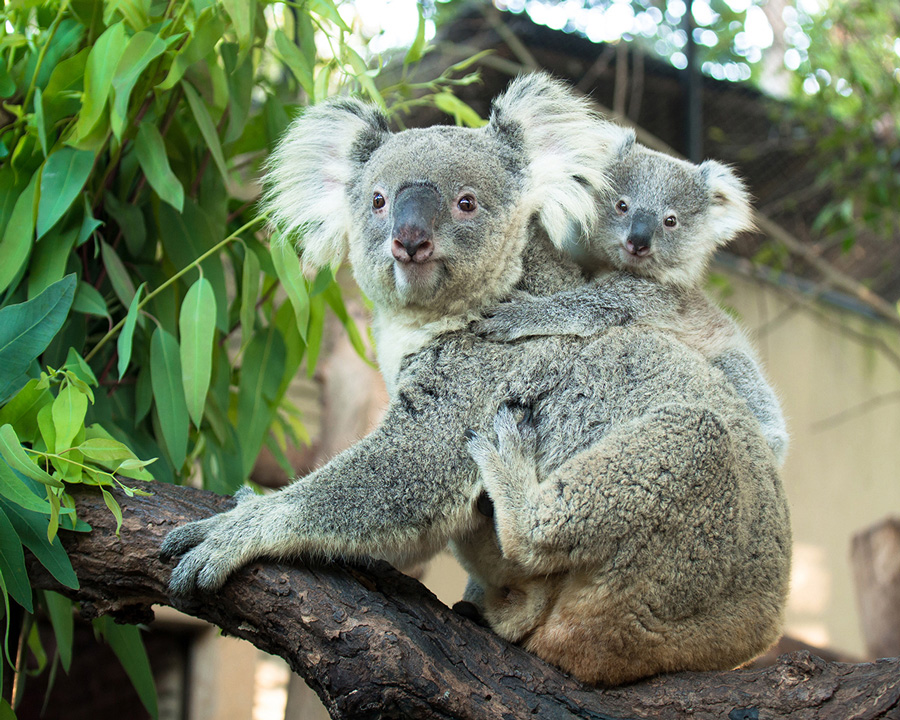 Koala Mom and Baby on a Branch