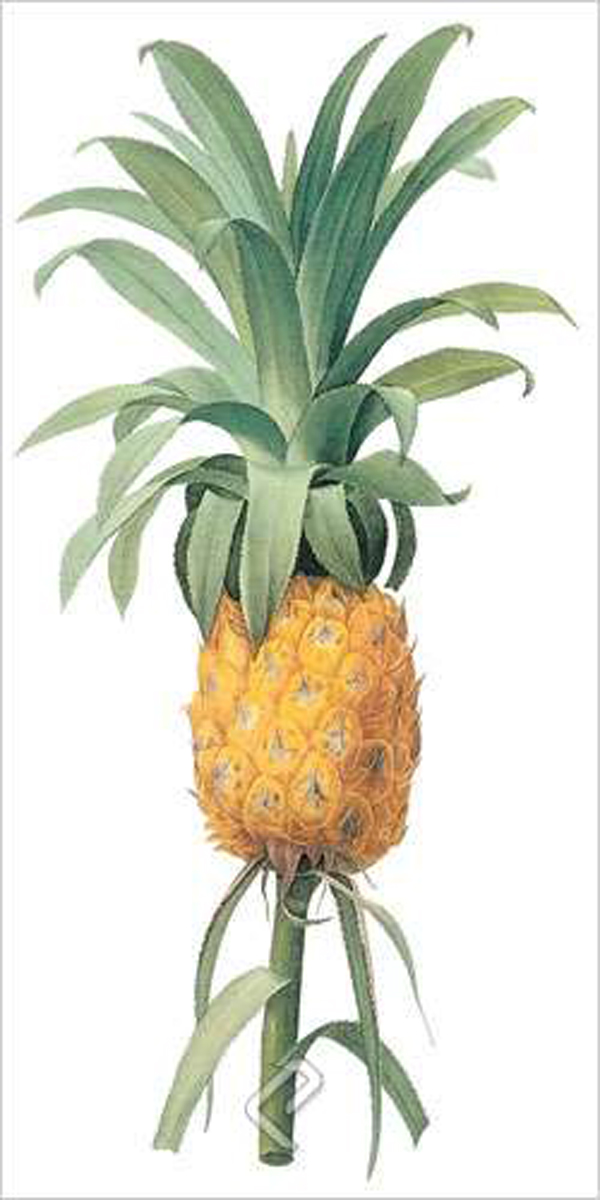 Pineapple (bot. Bromelia ananas), Giclée sur Papier Artistique Mat par Pierre-Joseph Redoute ...