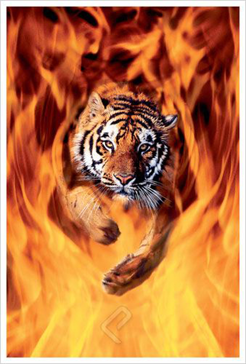 Bengal Tiger Jumping Through Flames Giclee Photo at Eurographics