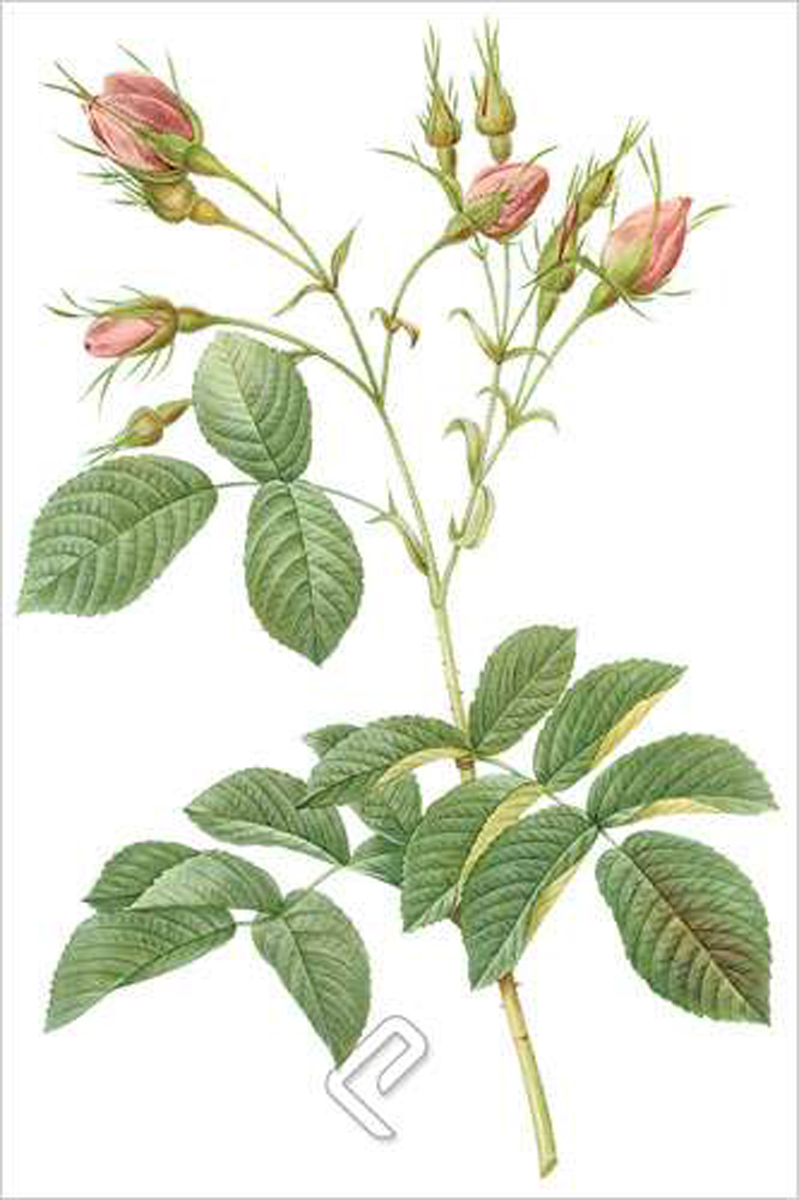 Rose (bot. Rosa evratina), Giclee Print on Photo Satin Paper by Pierre ...