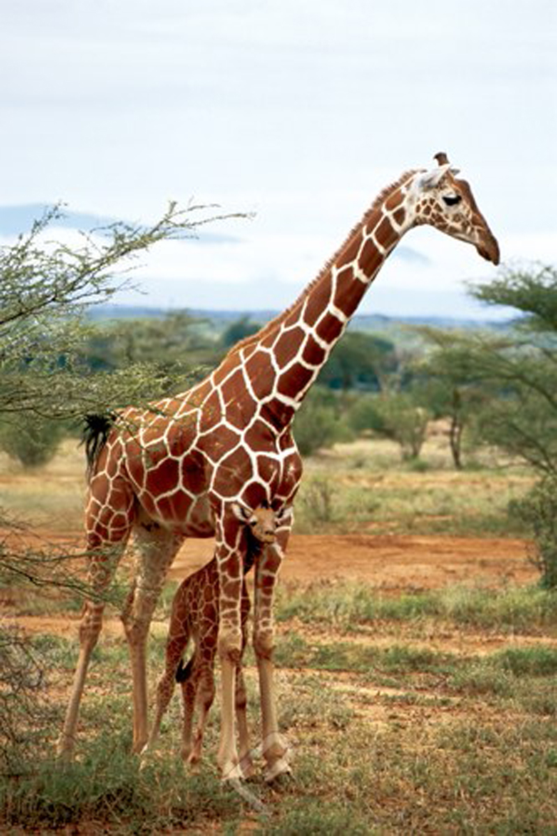 Giraffe & Baby, Canvas