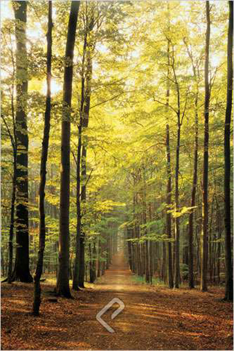 Forest Path, Art Print at Eurographics