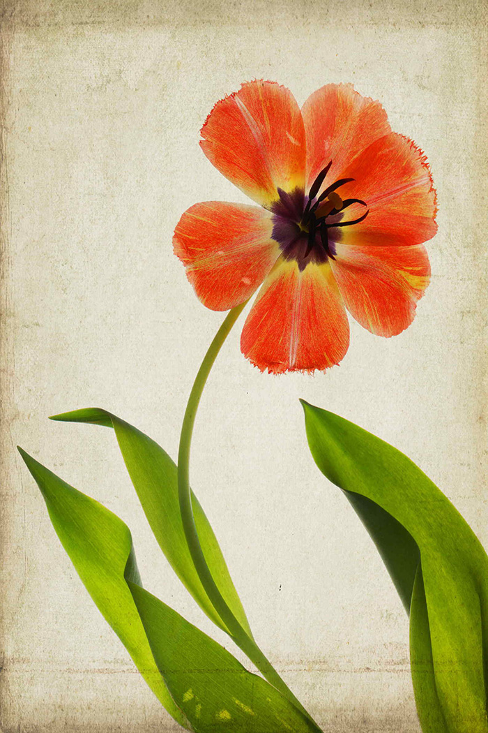 Face of Spring, Giclee canvas prints at Eurographics