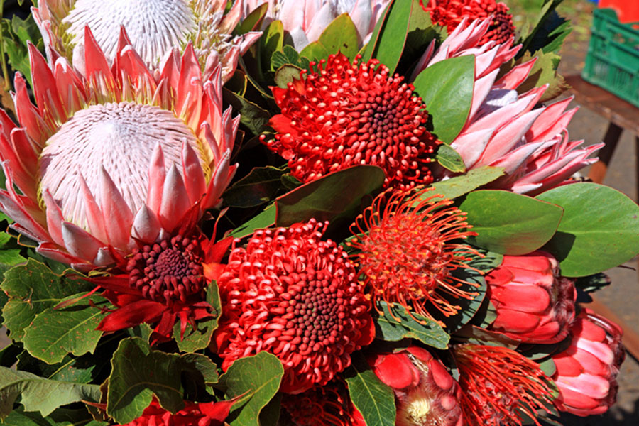 Protea Flowers, Madeira Island, Portugal at Eurographics