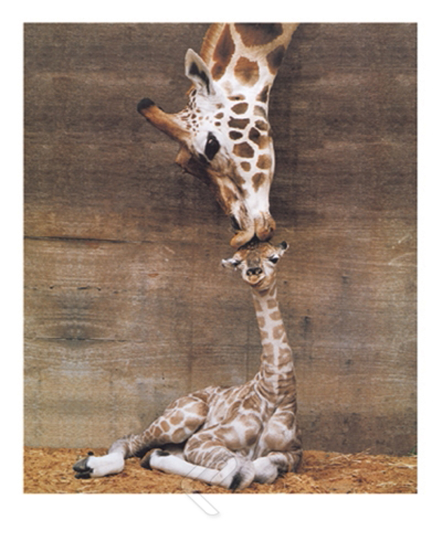 Giraffe - First Kiss at Eurographics
