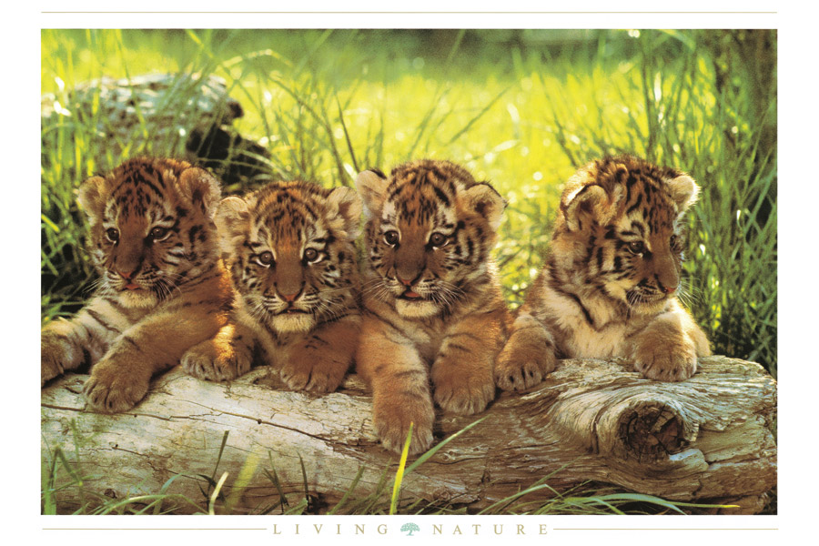 Tiger Cubs, Poster chez eurographics