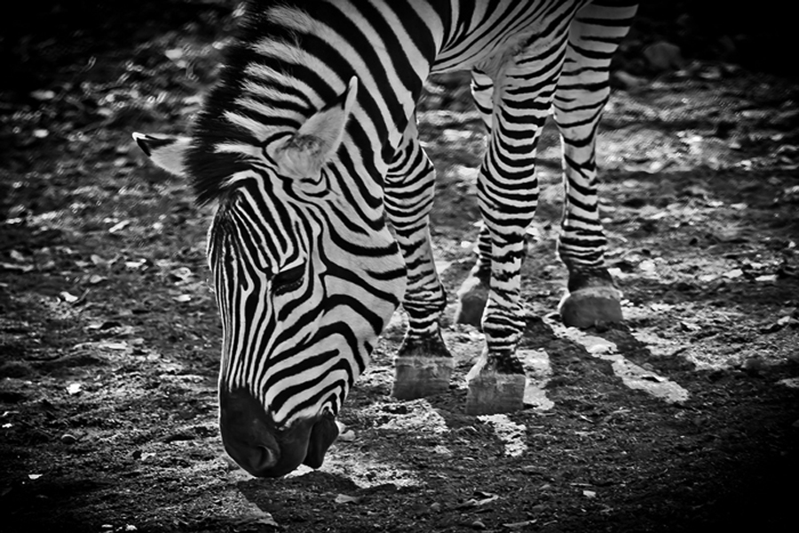 Zebra, Giclee Print on Arch Paper at Eurographics