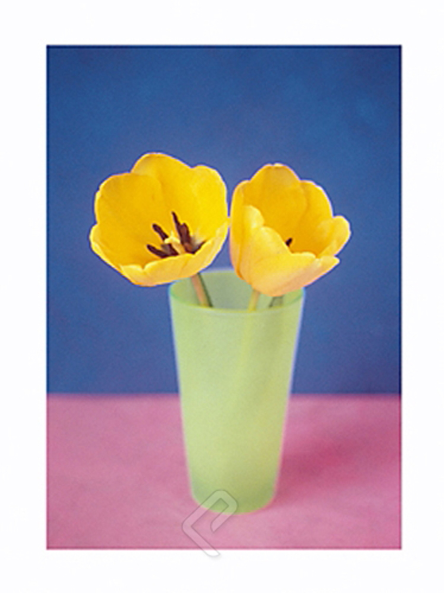Tulips At Eurographics Tulips At Eurographics