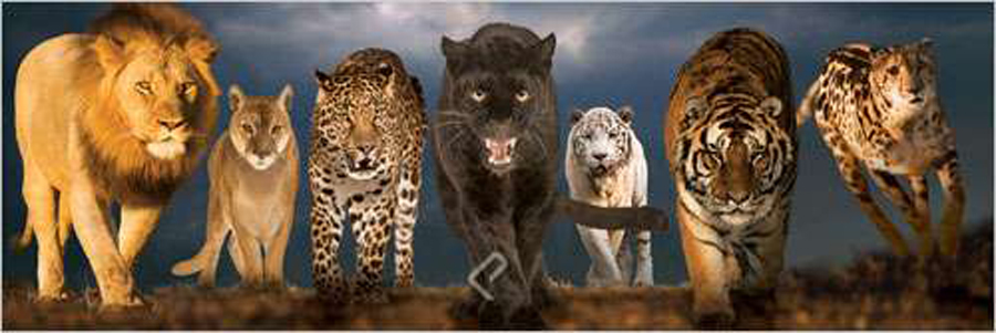Big Cats, Giclee Print on Canvasat Eurographics