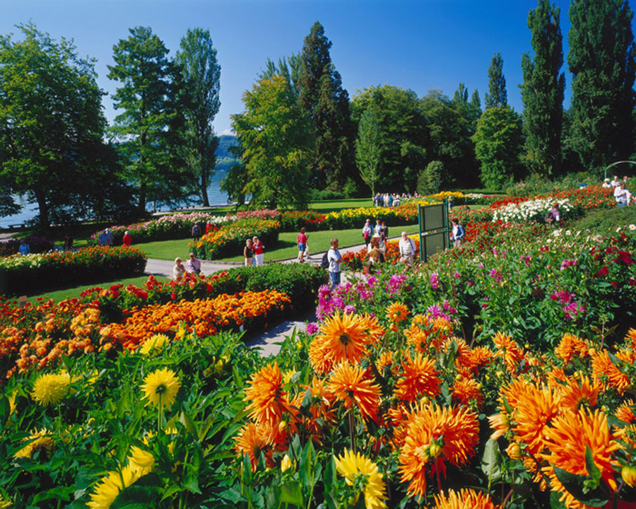 Blooming dahlias on Mainau Island, Baden-Wuerttemberg, Germany at ...