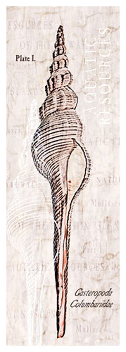 Shell - Gastropoda Cerithiidae - Deep Water Sea Snail, Giclee Print on ...