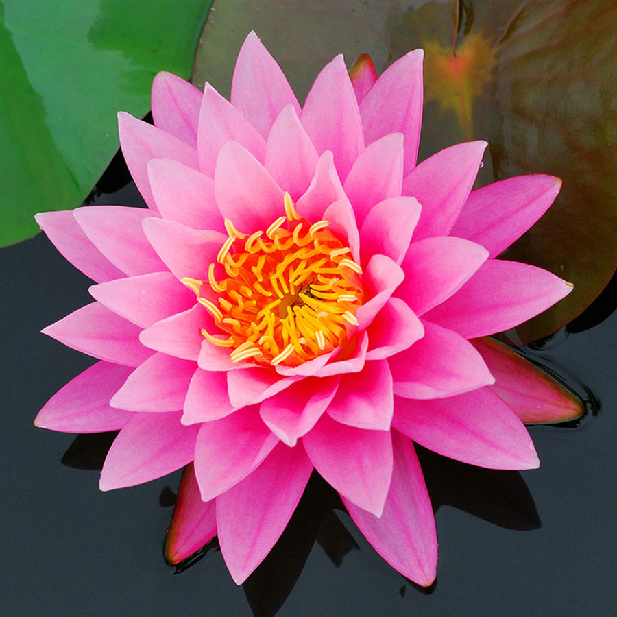 Pink Lotus Flower in Pond, Giclee archival prints at Eurographics