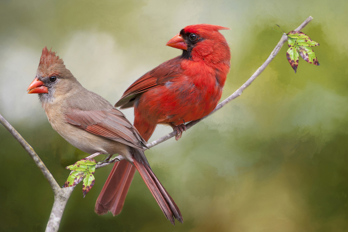 Male and Female Northern Cardinals at Eurographics