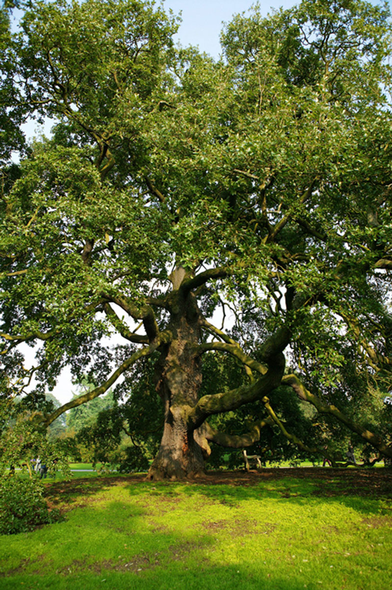 Lucombe Oak in the Royal Botanic Gardens at Eurographics