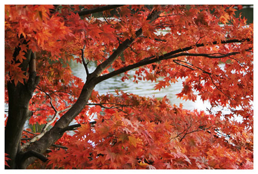Acer 1 - Red Maple, Giclee Print on Canvas by Chris Farrow at Eurographics