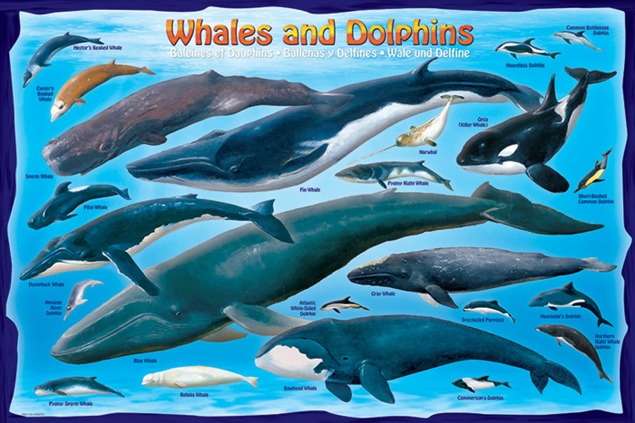 Charts - Whales & Dolphins, Giclee archival prints at Eurographics