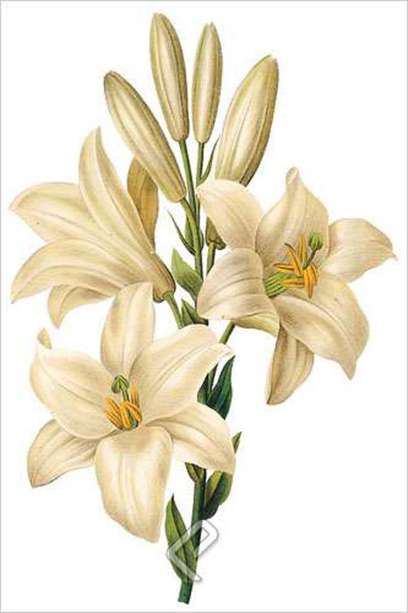 White Lily (bot. Lilium candidum), Impression Giclée sur Papier Photo ...