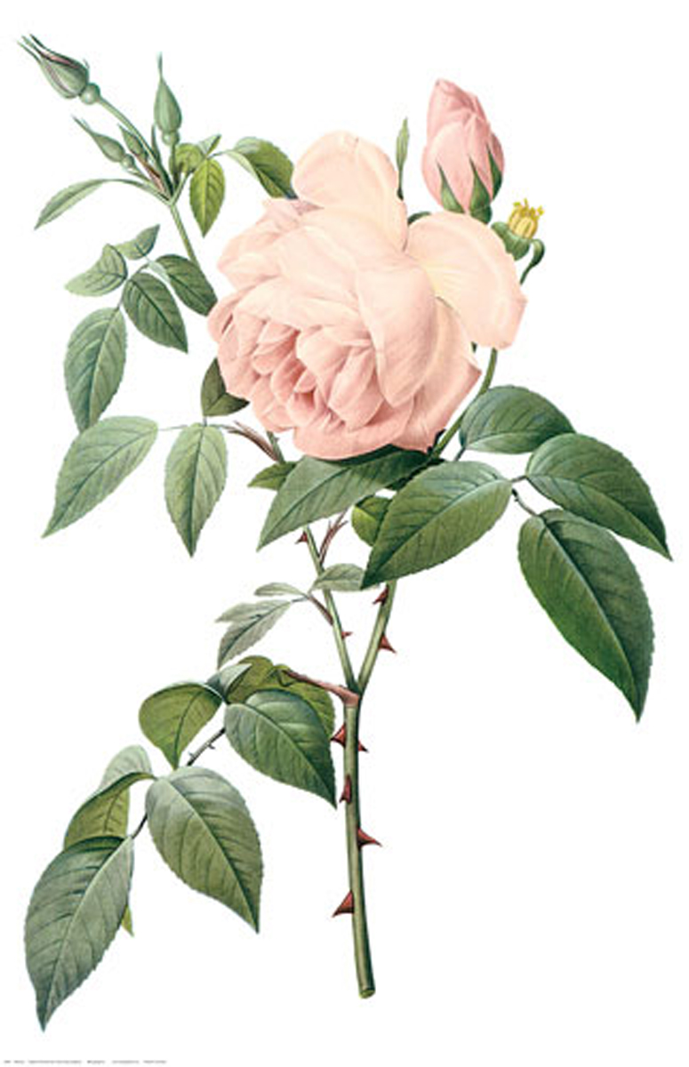 Fragrant Tea Rose (bot. Rosa indica fragrans), Giclee Print on Photo ...
