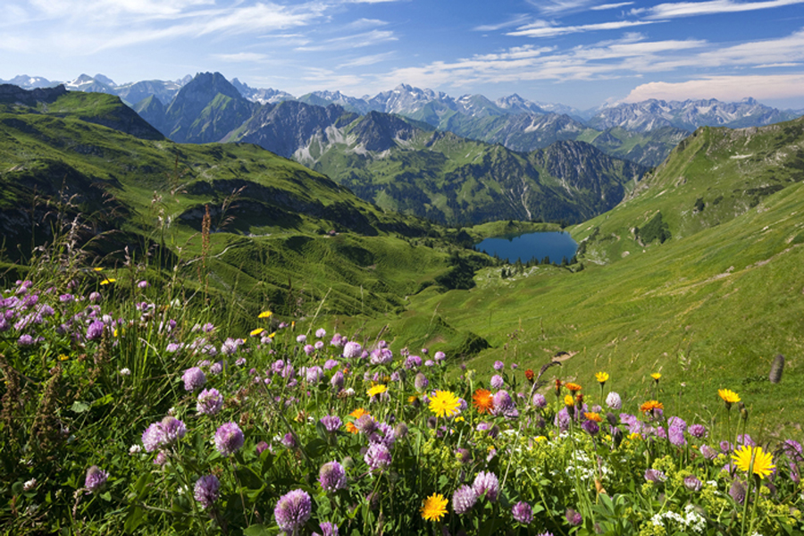 Alpine Meadow on Lake Seealpsee with Hoefats Mountain and Allgaeu Alps ...