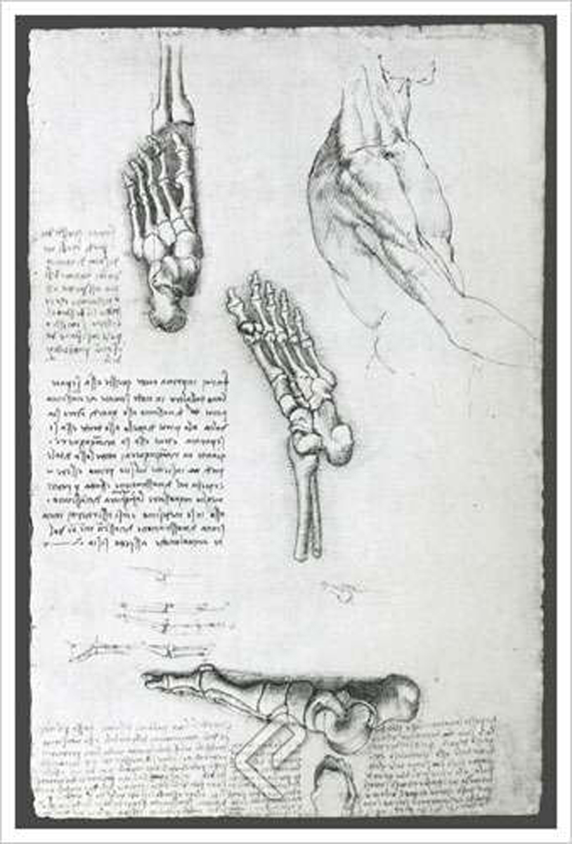 The Lower Extremity and Surface Muscles of the Shoulder and Neck ...