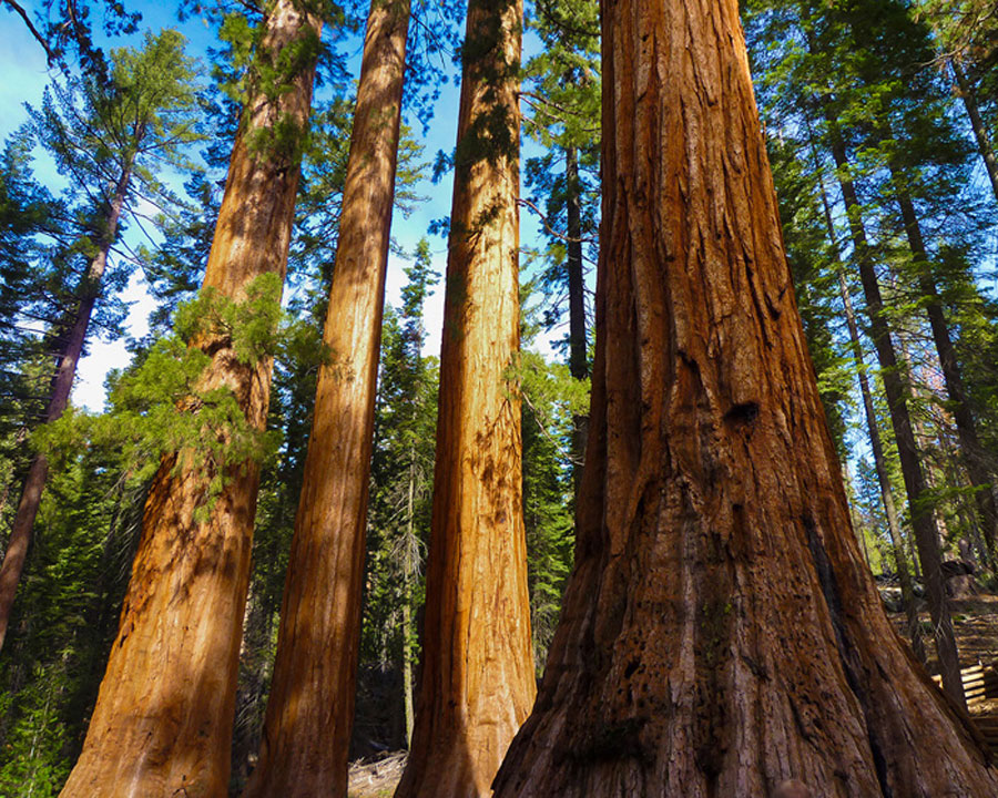 Yosemite National Park Giclee archival prints at Eurographics