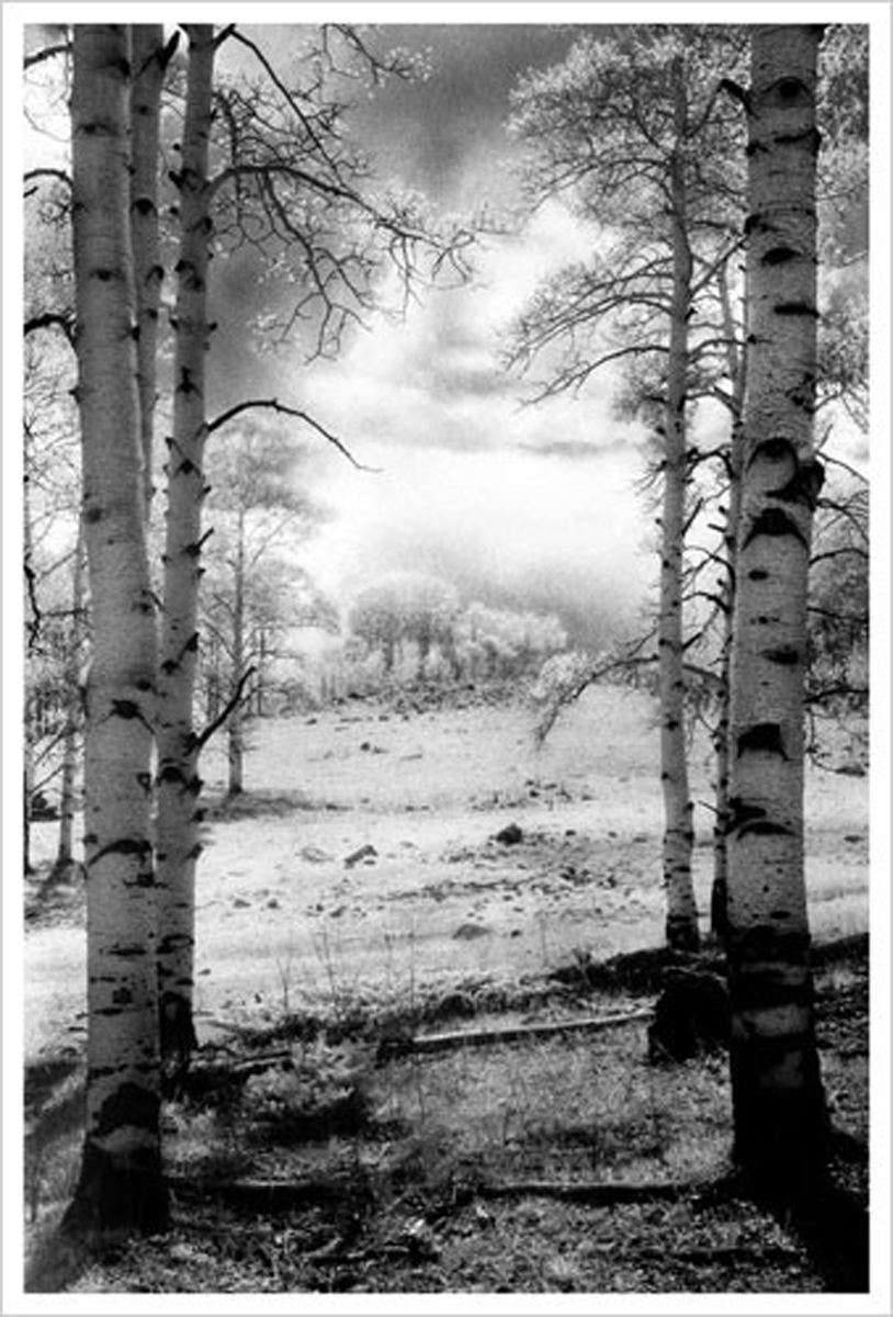 Aspen Vista, Canevas par Scott Peck chez eurographics