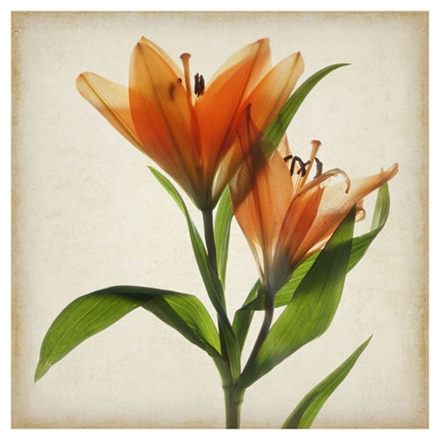 Bright Lily 1, Giclee Print on Canvas by Judy Stalus at Eurographics
