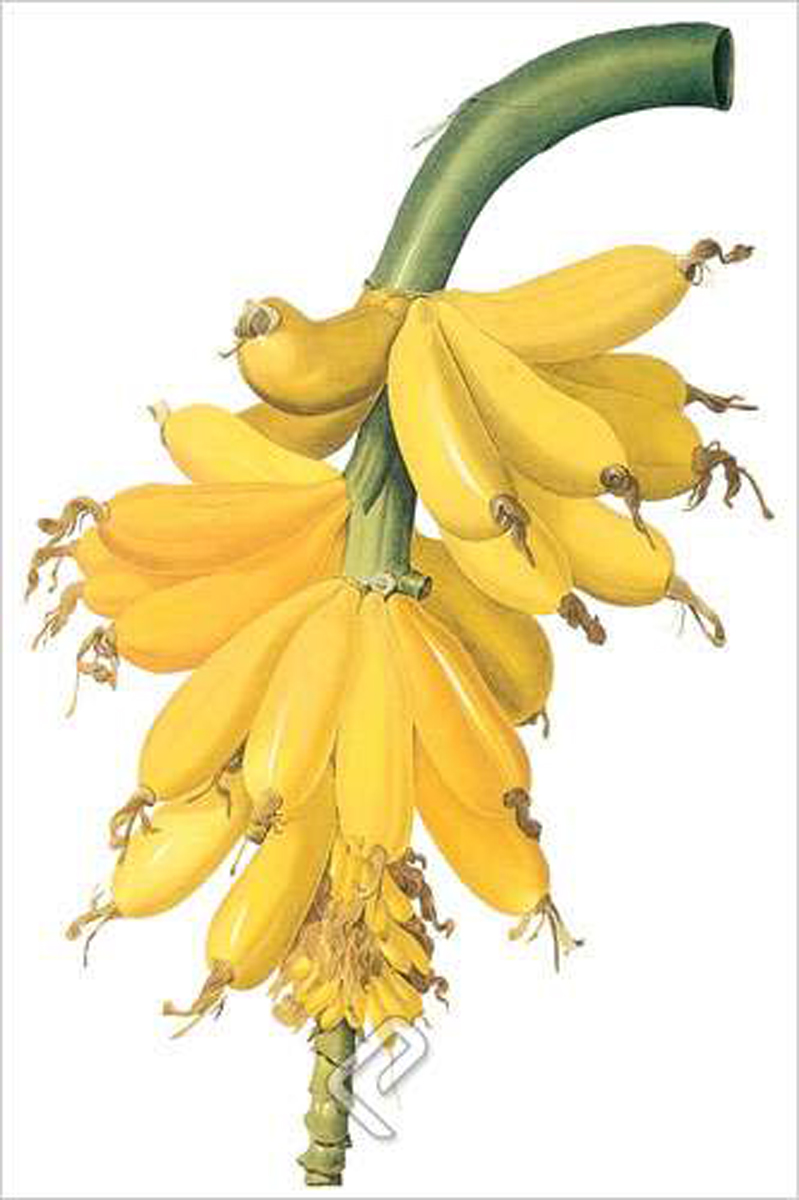 Banana (bot. Musa paradisiaca), Giclée sur Papier Artistique Mat par ...