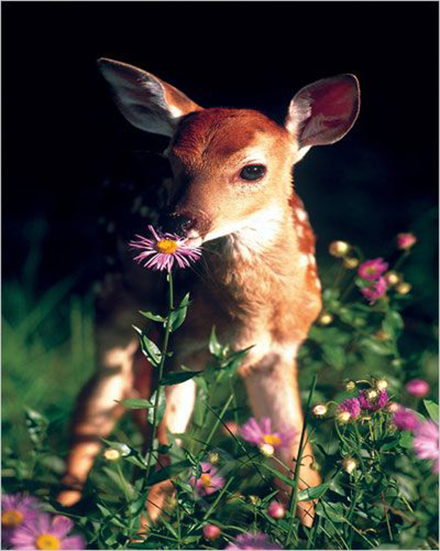 Fawn at Eurographics