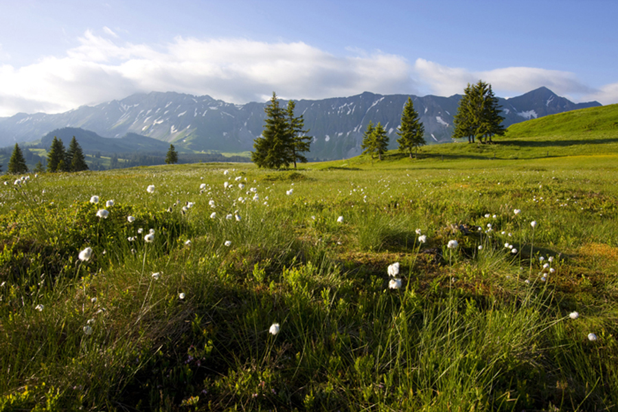 Moor Landscape Soerenberg at the UNESCO Biosphere Entlebuch, Canton of ...