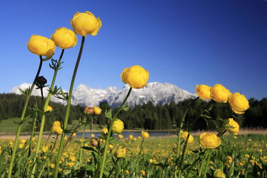 Globeflowers at Lake Geroldsee with a view of the Karwendel Mountains ...