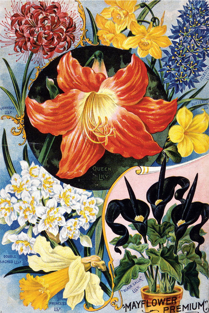 Mayflower Premium Giclee Canvas at Eurographics