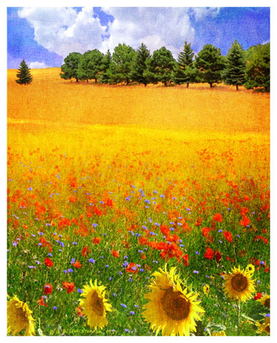Hilltop Trees with Poppies 3, Giclee Print on Canvas by Chris Vest at ...