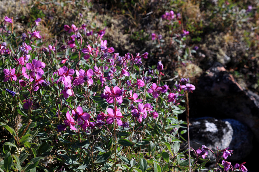 Greenland's national flower at Eurographics
