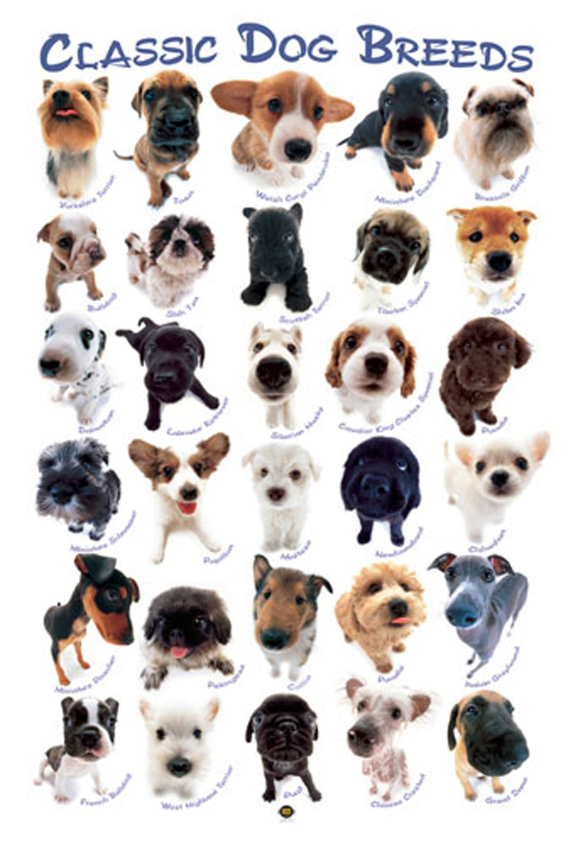 Classic Dog Breeds Giclee Print by Morita at Eurographics